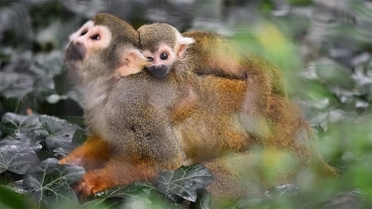 Parco delle Cornelle: esplora il Parco Faunistico a Bergamo - Famitica